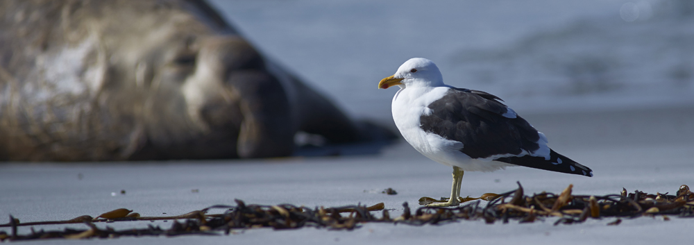 KELP OR DOMINICAN GULL Larus dominicanus ,Falkland Islands