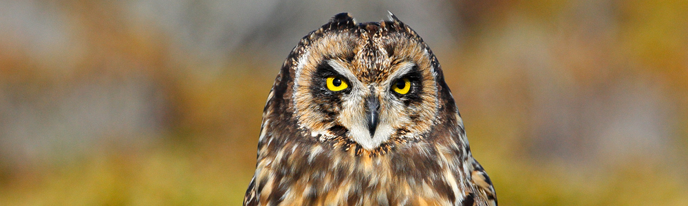 OWLS, Falkland Islands