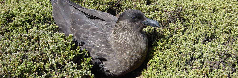 FALKLAND SKUA Catharacta antarctica