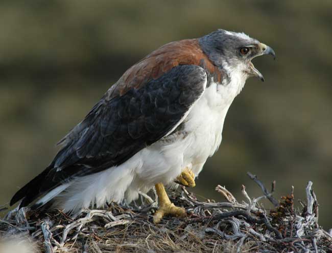RED-BACKED HAWK Buteo polyosoma
