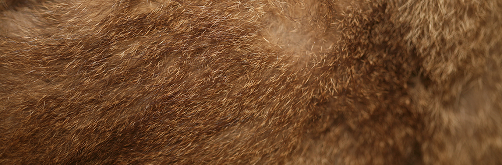 WARRAH Dusicyon australis, Falkland Islands