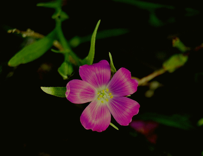 FELTON'S FLOWER Calandrinia feltonii, Flora, Falkland Islands