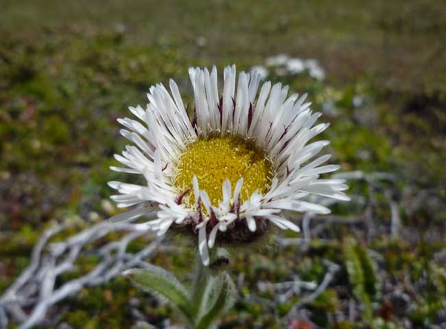 HAIRY DAISY Erigeron incertus, Flora, Falkland Islands