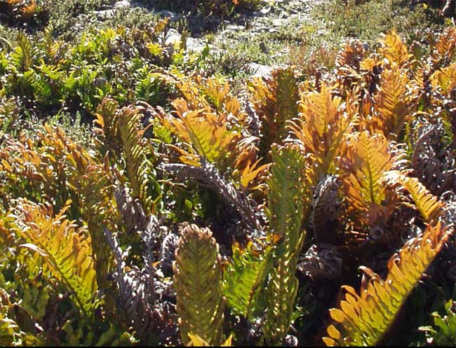 Tall fern Blechnum magellanicum, Flora, Falkland Islands