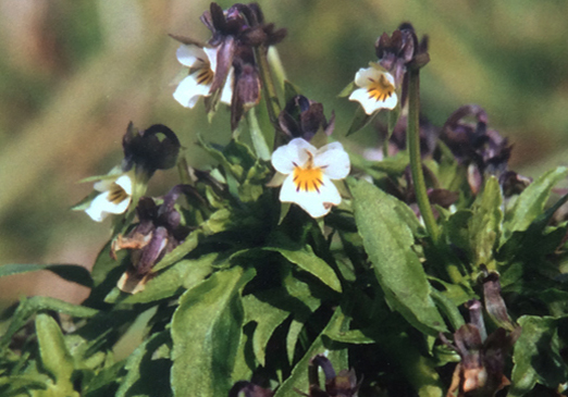 FIELD PANSY Viola arvensis, Flora, Falkland Islands