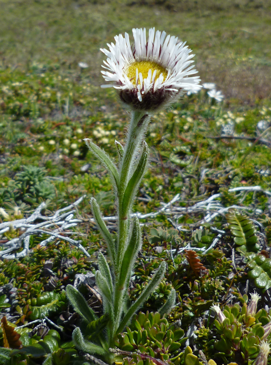 HAIRY DAISY Erigeron incertus, Flora, Falkland Islands
