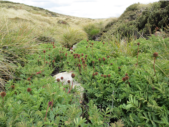 PRICKLY BURR Acaena magellanica , Flora, Falkland Islands