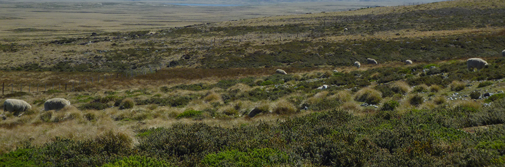 DWARF SHRUB HEATH, habitat, plants Falkland Islands