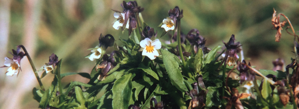 FIELD PANSY Viola arvensis, Flora, Falkland Islands