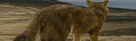 MAMMALS FALKLAND ISLANDS, Falkland Islands