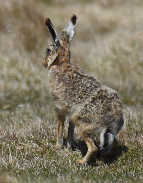 HARES AND RABBITS Falkland Islands