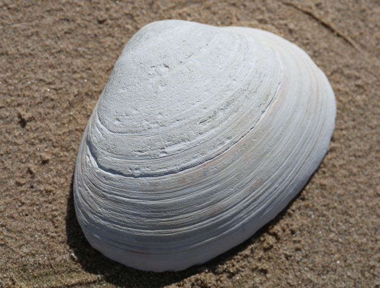 MARINE INVERTEBRATES- Bivalves,Falkland Islands