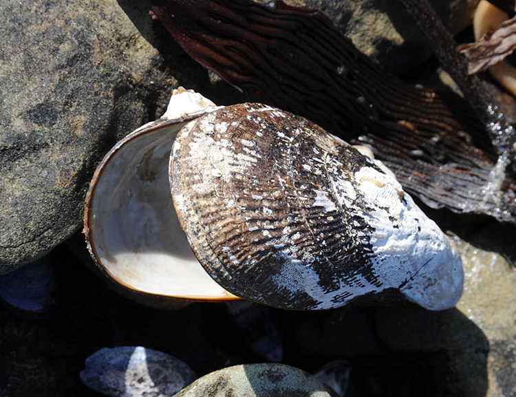 MARINE INVERTEBRATES- Bivalves,Falkland Islands