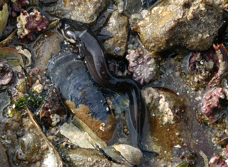 MARINE FISH, Falkland Islands