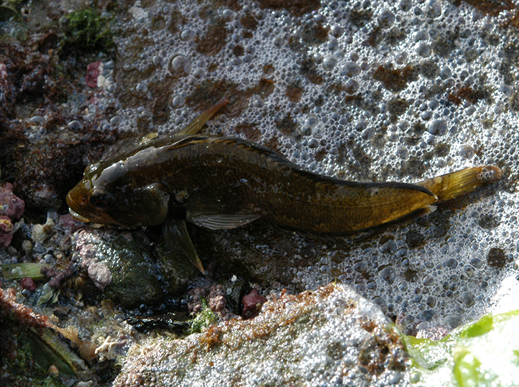 MARINE FISH, Falkland Islands
