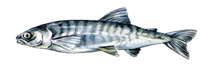 FRESHWATER FISH, THE NATURAL ENVIRONMENT, Falkland Islands